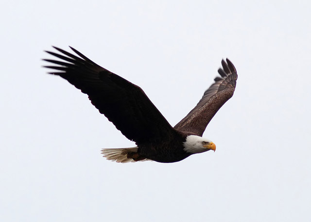 Bald Eagle