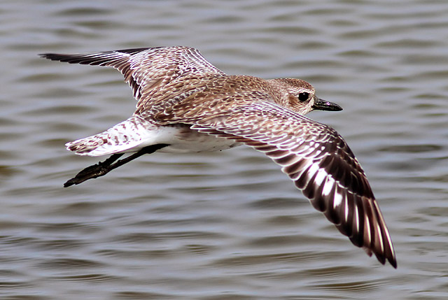 Black-bellied Plover