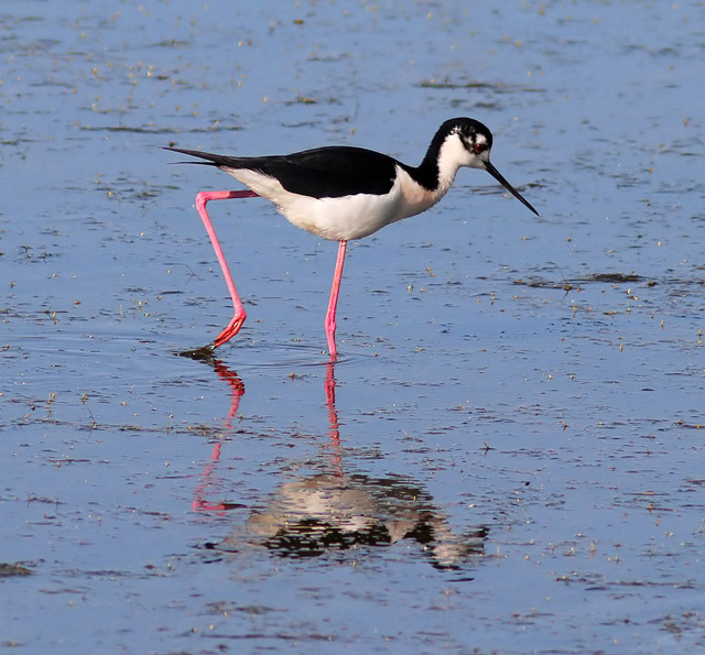 Black-necked Stilt