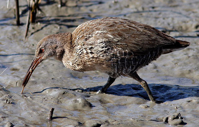 Clapper Rail
