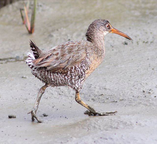 Clapper Rail