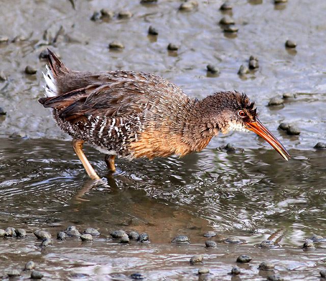 Clapper Rail