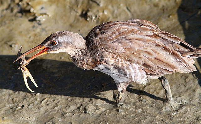 Clapper Rail