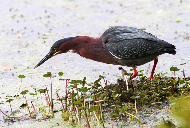 Green Heron