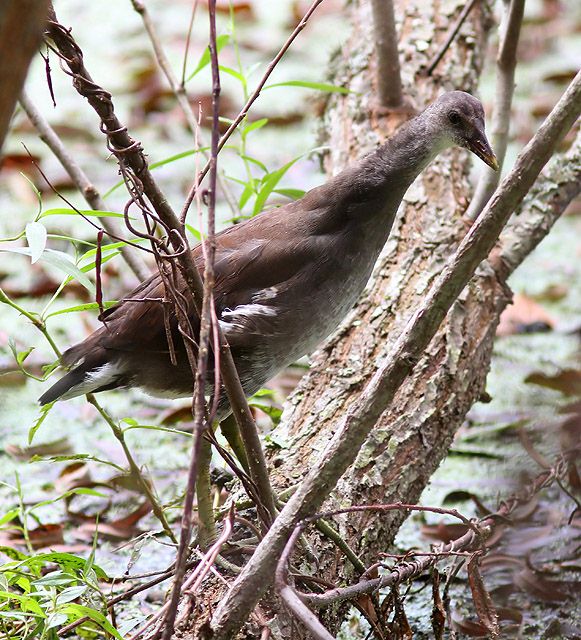 Common Gallinule