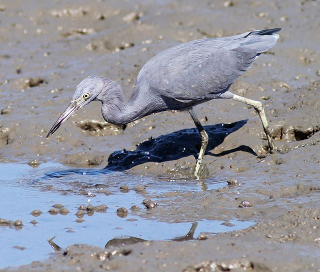 Little Blue Heron