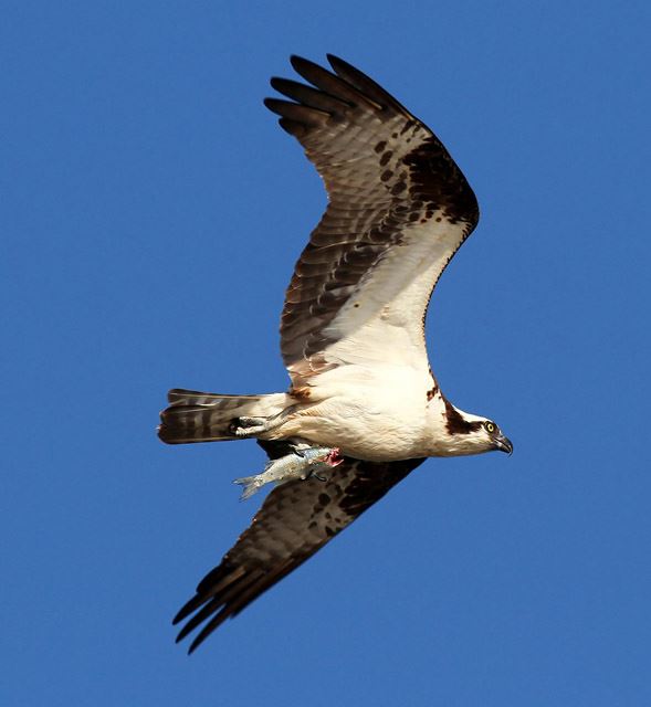 Ospreys