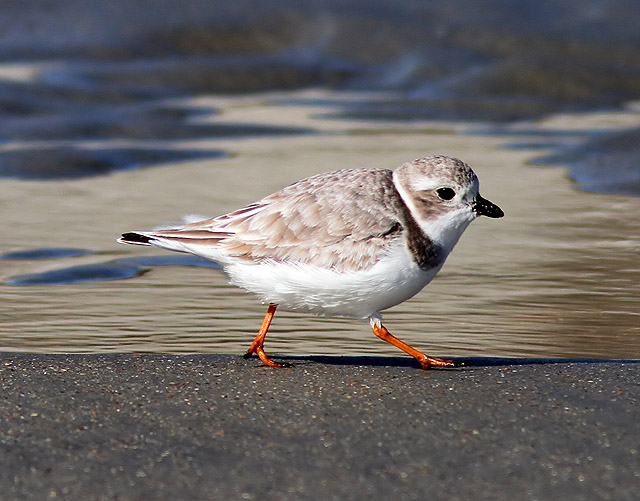 Piping Plover
