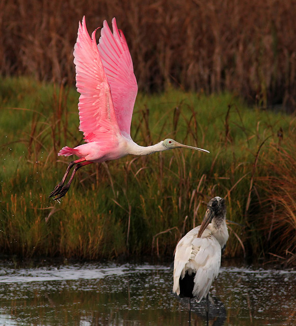 Roseate Spoonbills with Wood Stork and Great Egrets