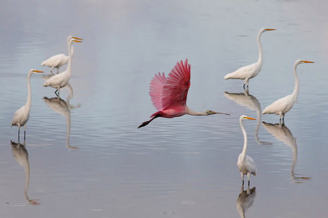 Roseate Spoonbills with Wood Stork and Great Egrets