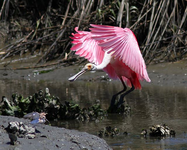 Roseate Spoonbill