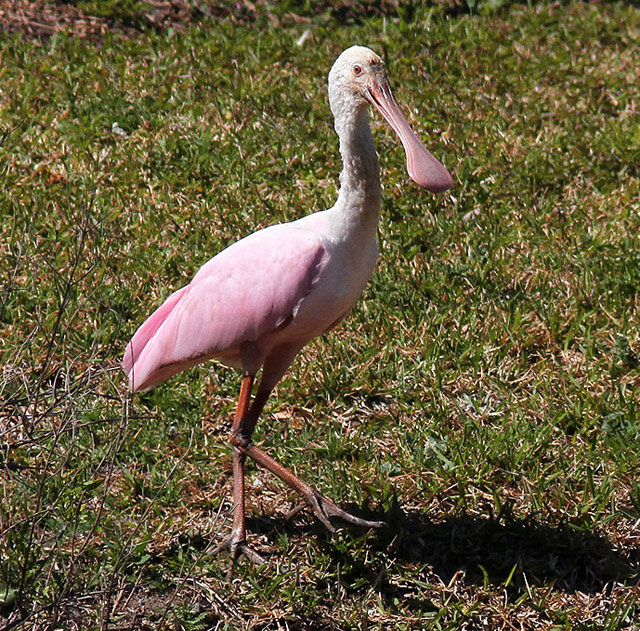 Roseate Spoonbill