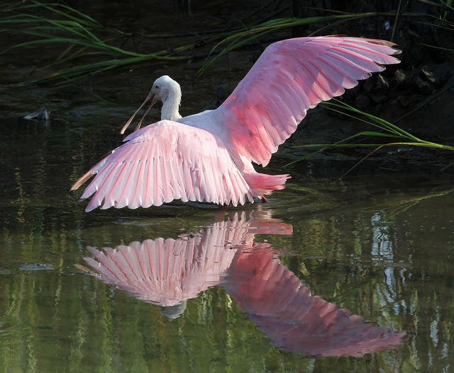 Roseate Spoonbill