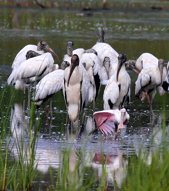 Wood Storks and Roseate Spoonbill