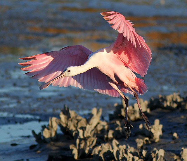 Roseate Spoonbills