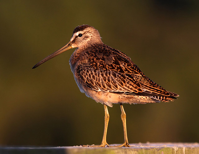 Short-billed Dowitcher