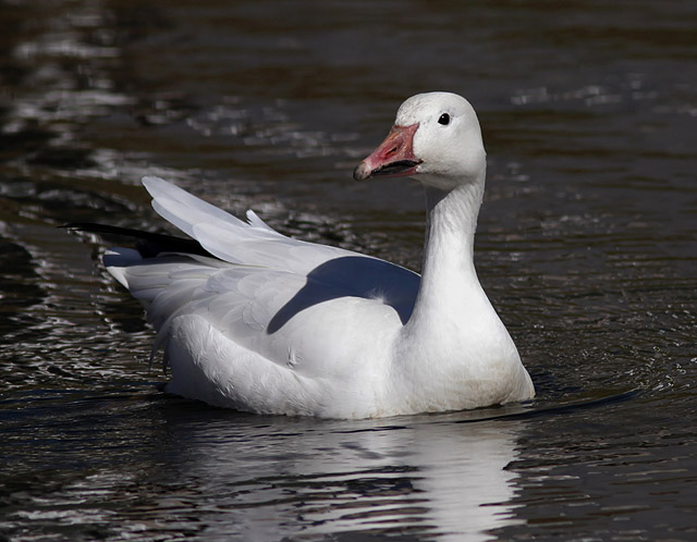 Snow Goose
