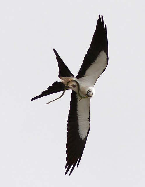 Swallow-tailed Kite
