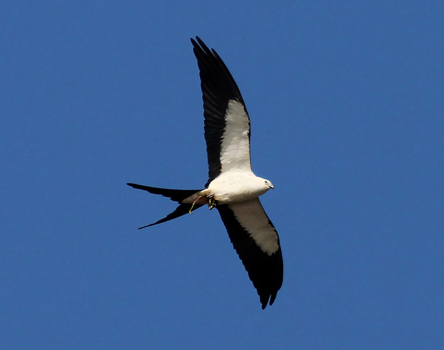 Swallow-tailed Kite