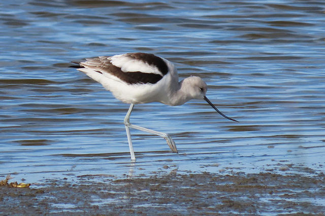 American Avocet