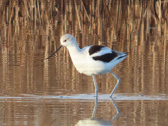 American Avocet