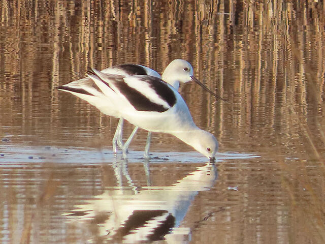 American Avocet