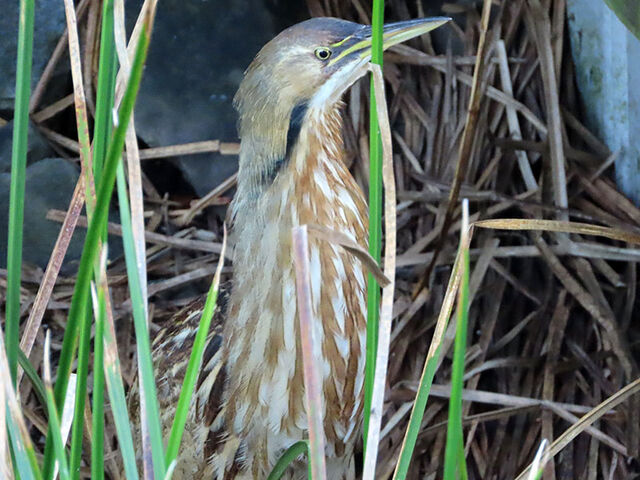 American Bittern