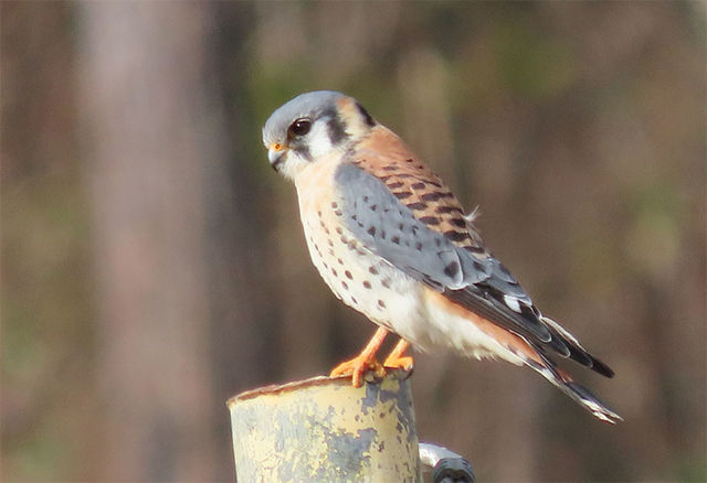 American Kestrel