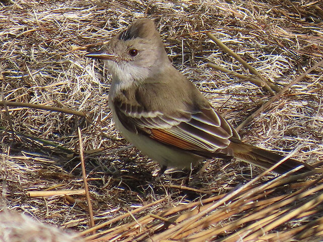 Ash-throated Flycatcher