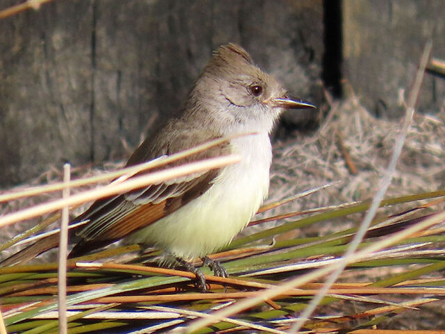 Ash-throated Flycatcher