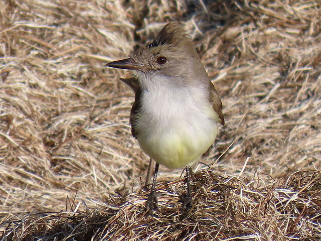 Ash-throated Flycatcher