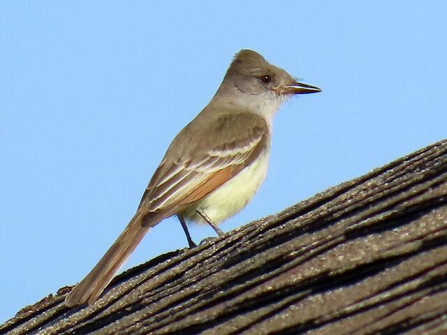 Ash-throated Flycatcher