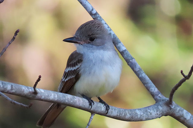 Ash-throated Flycatcher