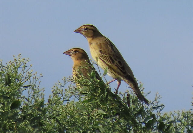Bobolink