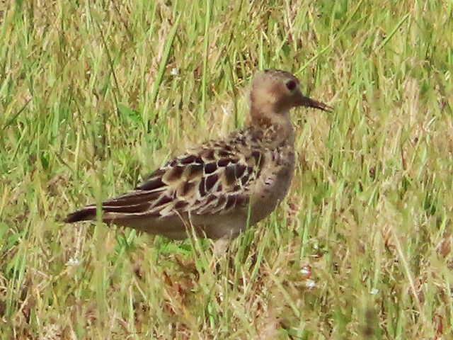 Buff-breasted Sandpiper