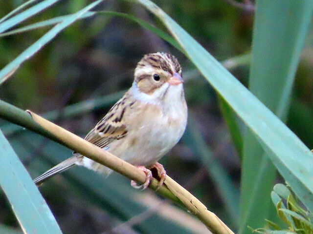 Clay-colored Sparrow