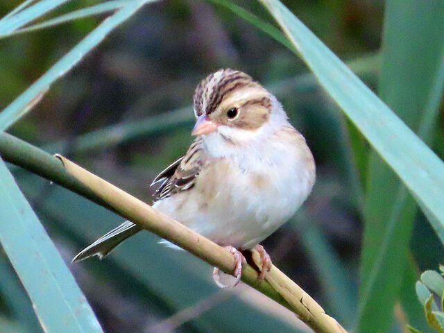 Clay-colored Sparrow