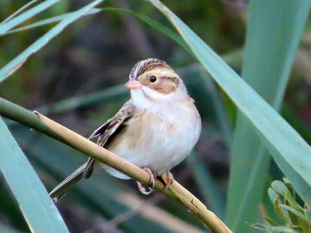 Clay-colored Sparrow