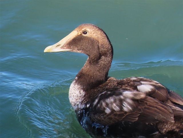 Common Eider