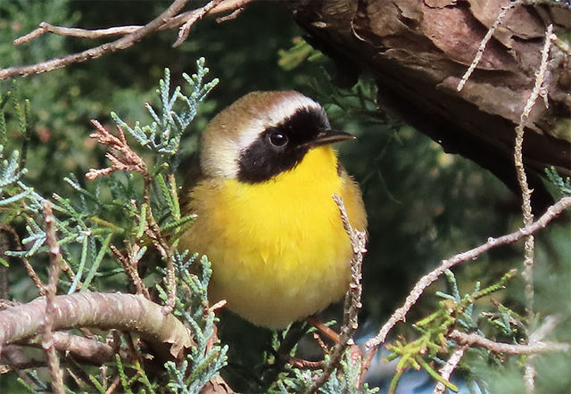 Common Yellowthroat