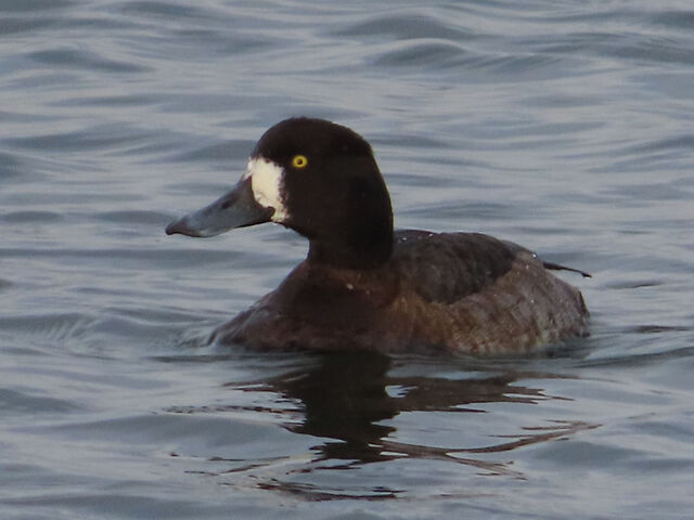 Greater Scaup