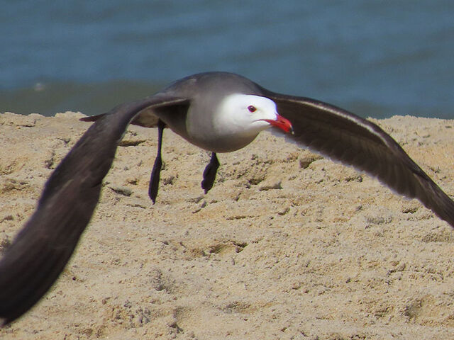 Heermann's Gull