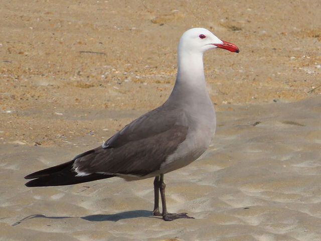 Heermann's Gull