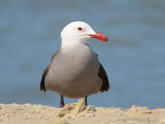 Heermann's Gull