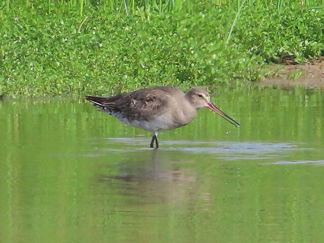 Hudsonian Godwit