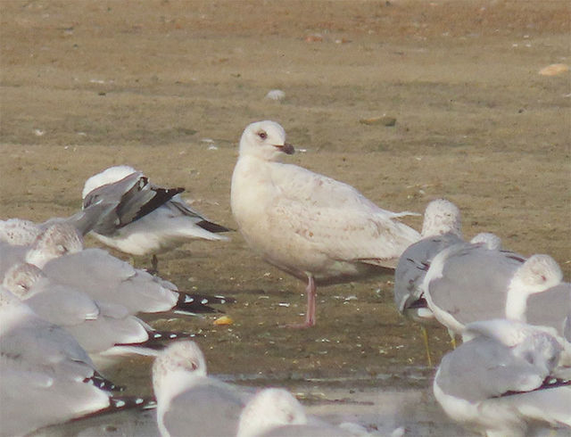 Iceland Gull