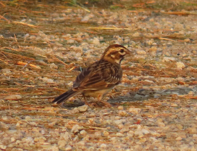 Lark Sparrow