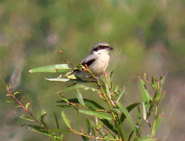 Loggerhead Shrike