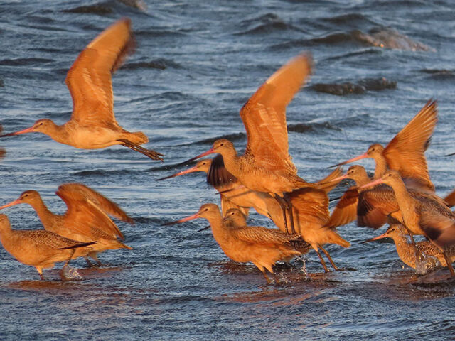 Marbled Godwit