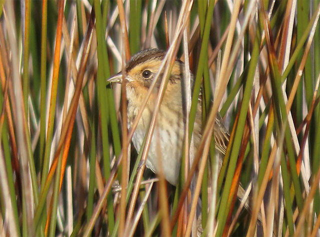 Nelson's Sparrow